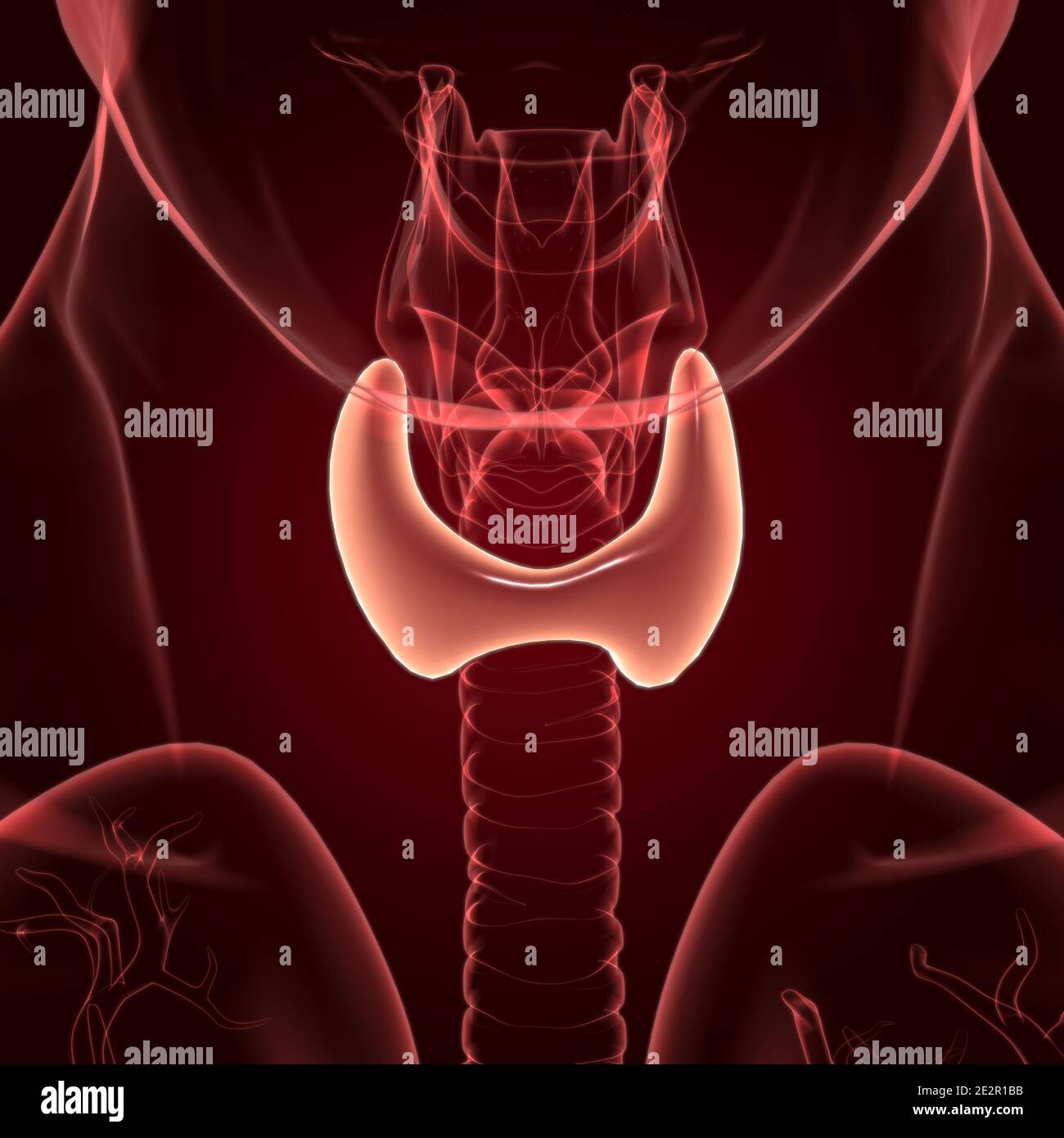 Thyroid Gland Anatomy For Medical Concept 3D Illustration Stock Photo ...
