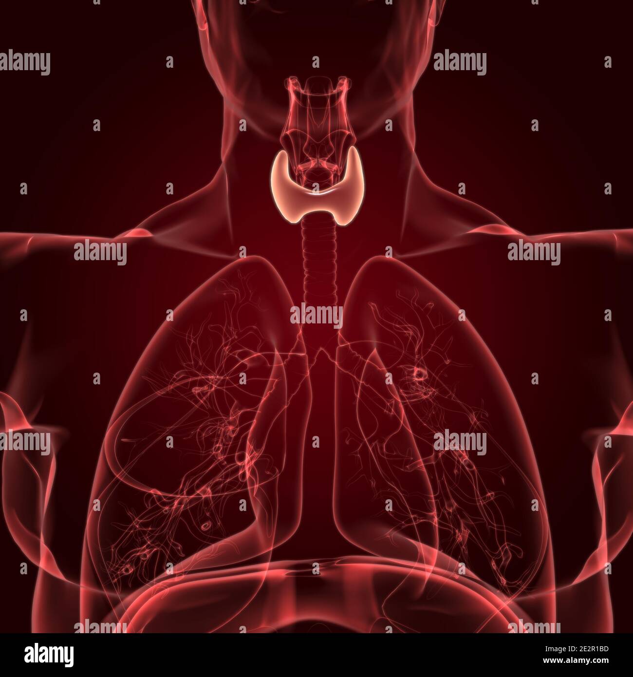 Thyroid Gland Anatomy For Medical Concept 3D Illustration Stock Photo ...