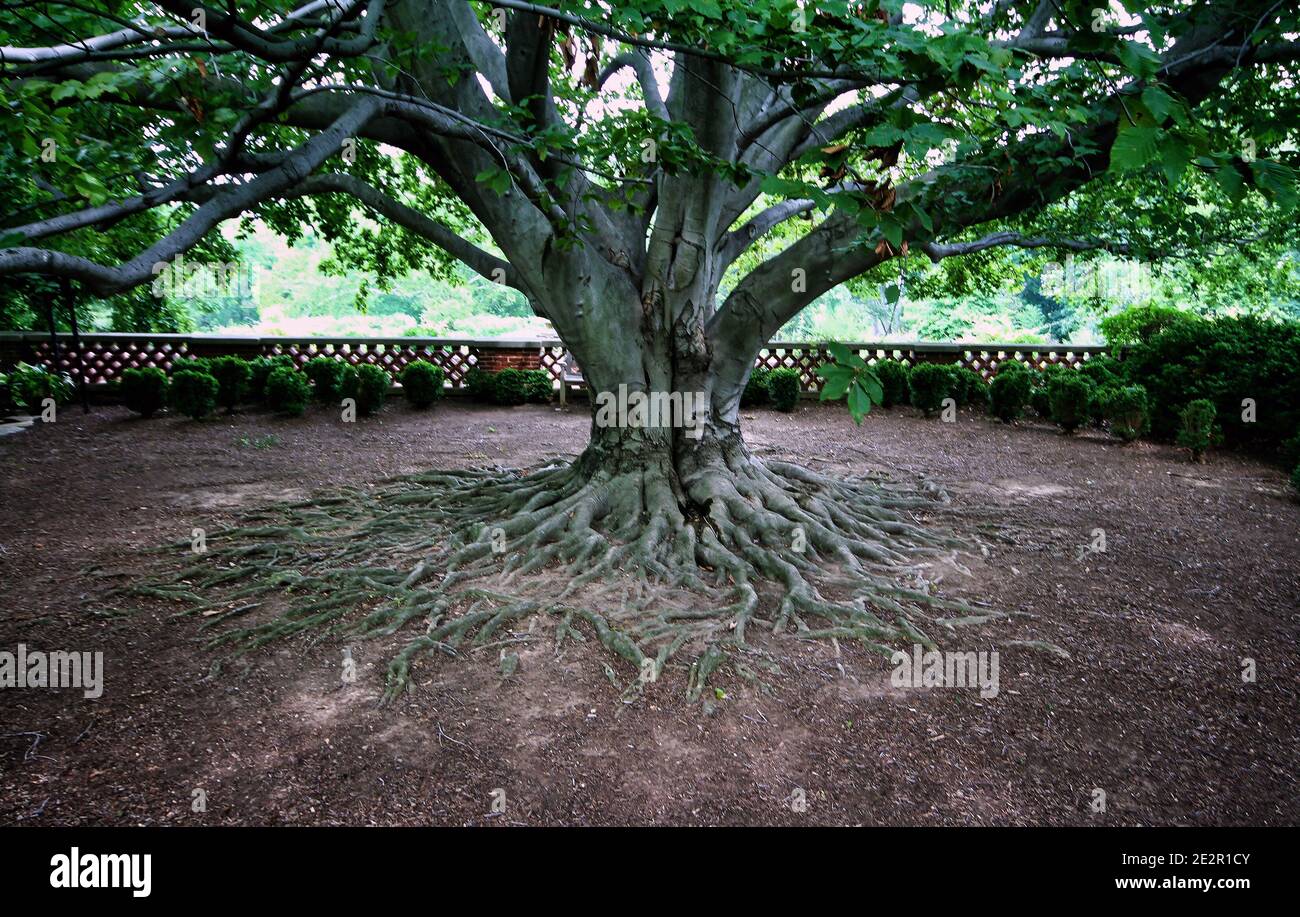 Old tree spreads low along the ground Stock Photo - Alamy