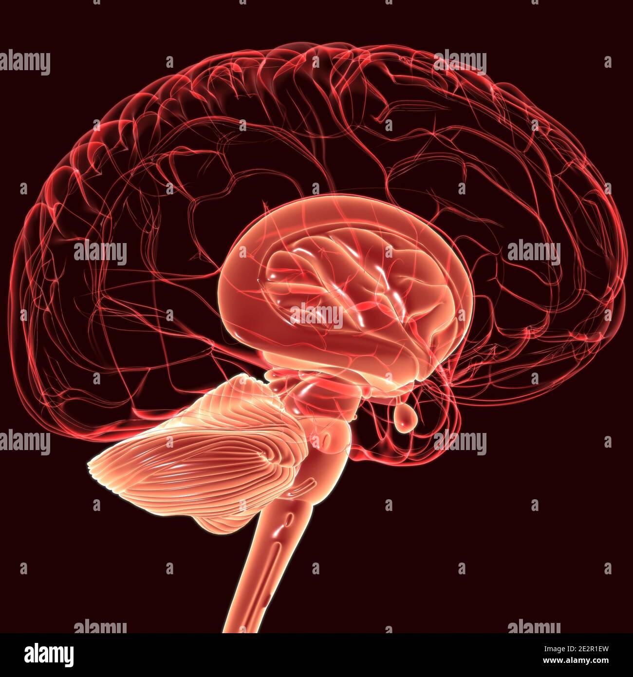 Human Brain inner parts Anatomy For Medical Concept 3D Illustration ...