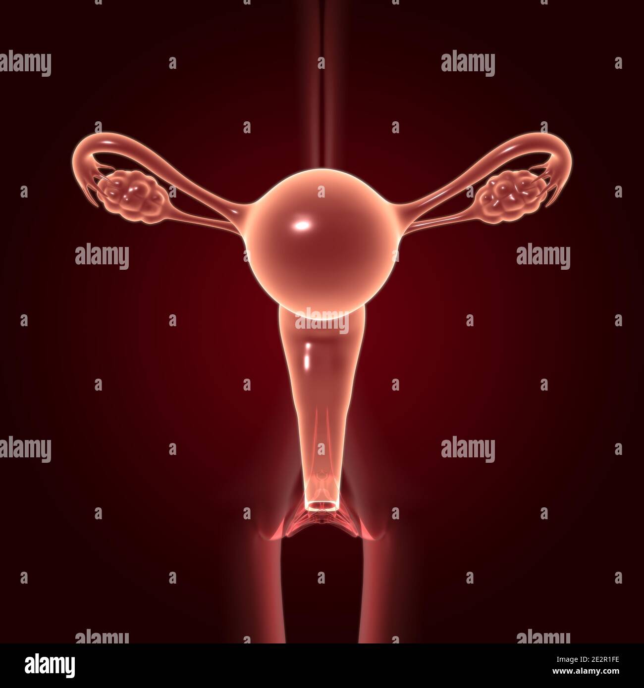 Female Reproductive System Anatomy For Medical Concept 3d Illustration