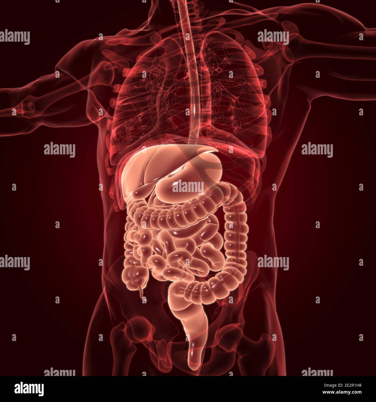 Human Digestive System Anatomy For Medical Concept 3D Illustration ...