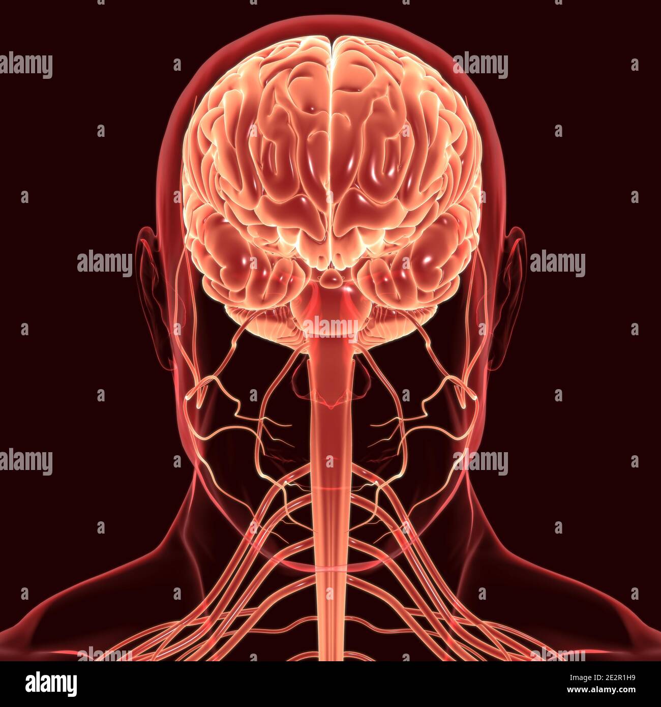 Human Brain Anatomy For Medical Concept 3D Illustration Stock Photo - Alamy