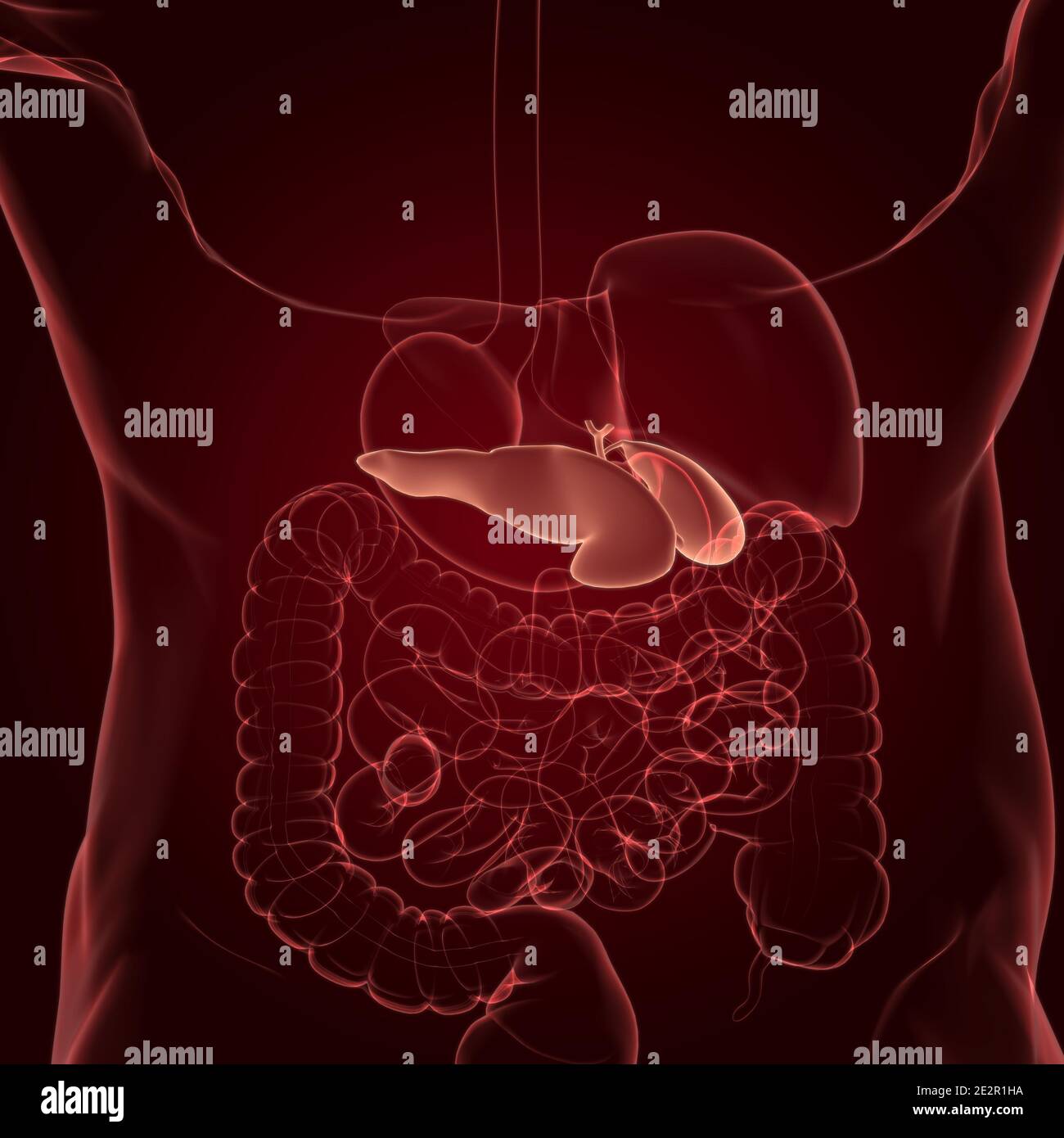 Gall Bladder Human Digestive System Anatomy For Medical Concept 3D ...