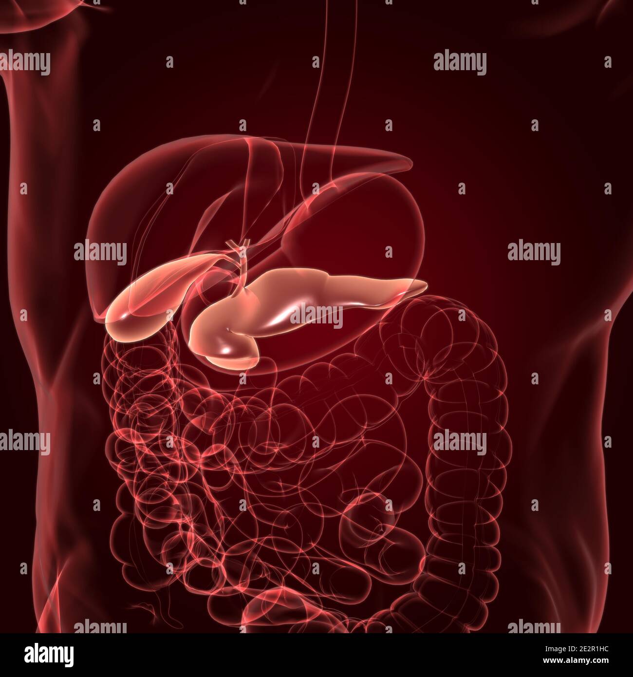 pancreas Human Digestive System Anatomy For Medical Concept 3D ...