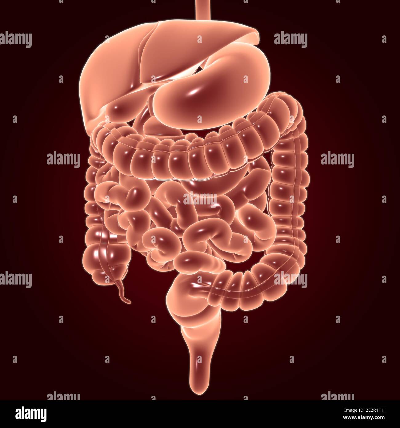 Human Digestive System Anatomy For Medical Concept 3D Illustration ...