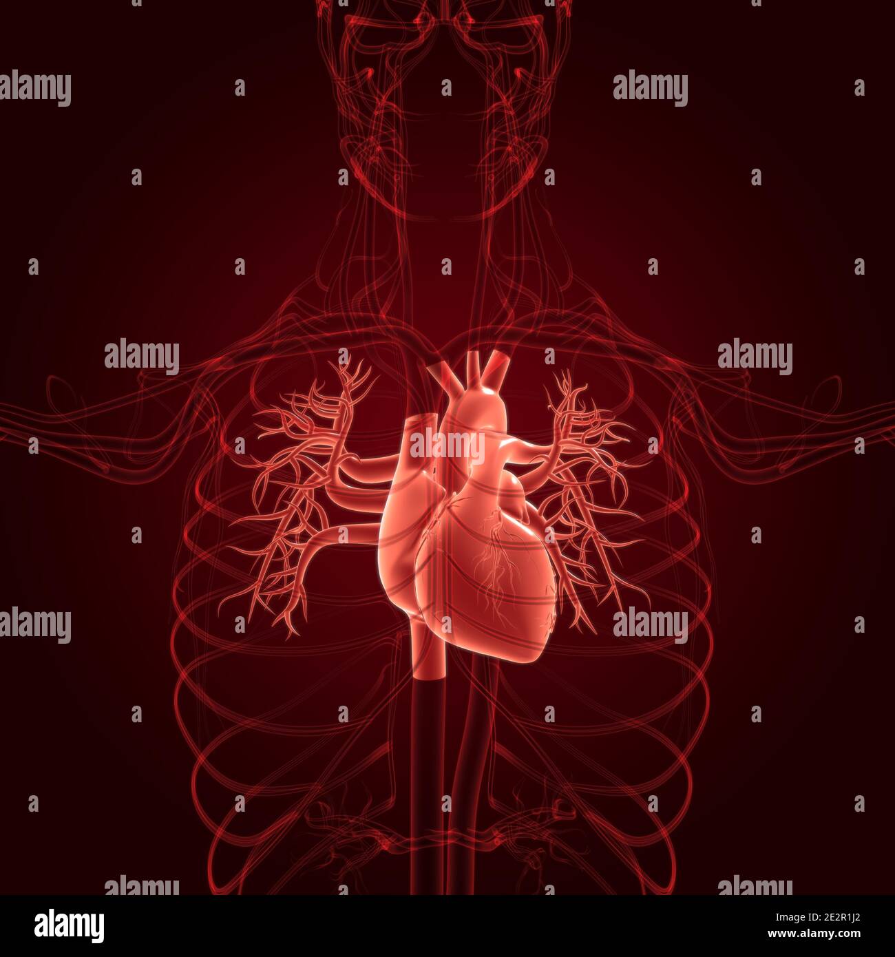Human Heart Anatomy For Medical Concept 3D Illustration Stock Photo - Alamy