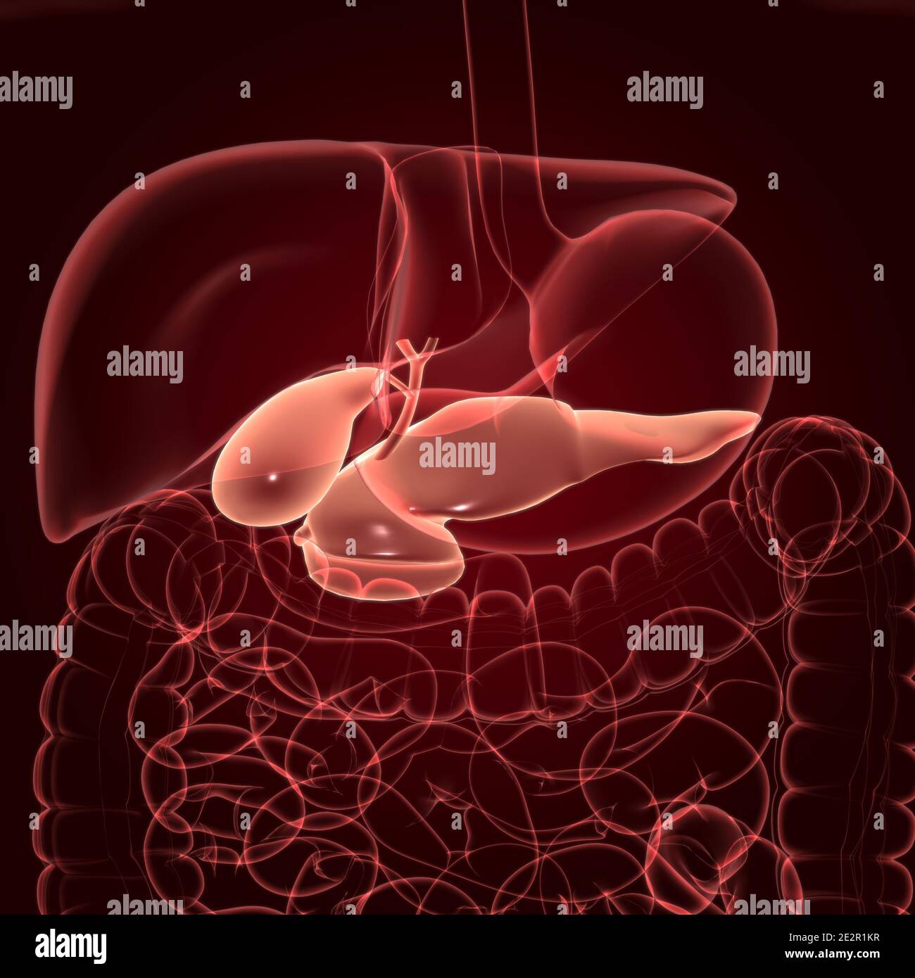 Gall Bladder Human Digestive System Anatomy For Medical Concept 3D ...