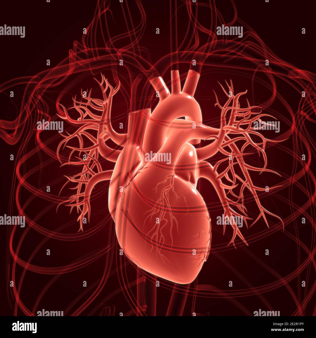 Human Heart Anatomy For Medical Concept 3D Illustration Stock Photo - Alamy