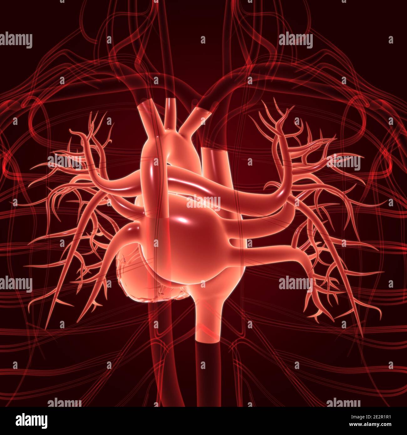 Human Heart Anatomy For Medical Concept 3D Illustration Stock Photo - Alamy