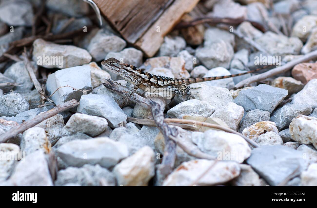 Small Lizards In Texas