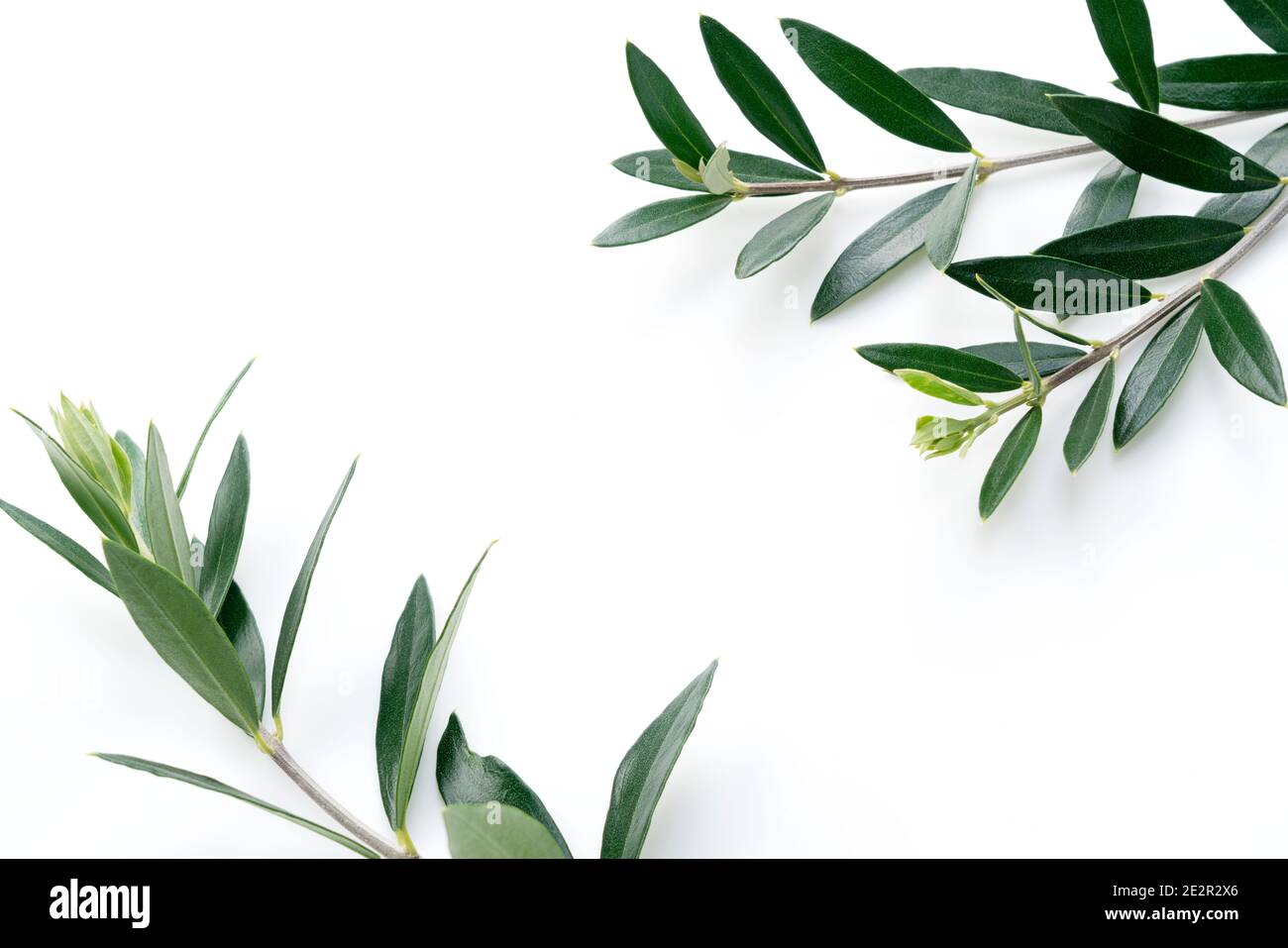 Olive branches and leaves placed on a white background with copy space ...