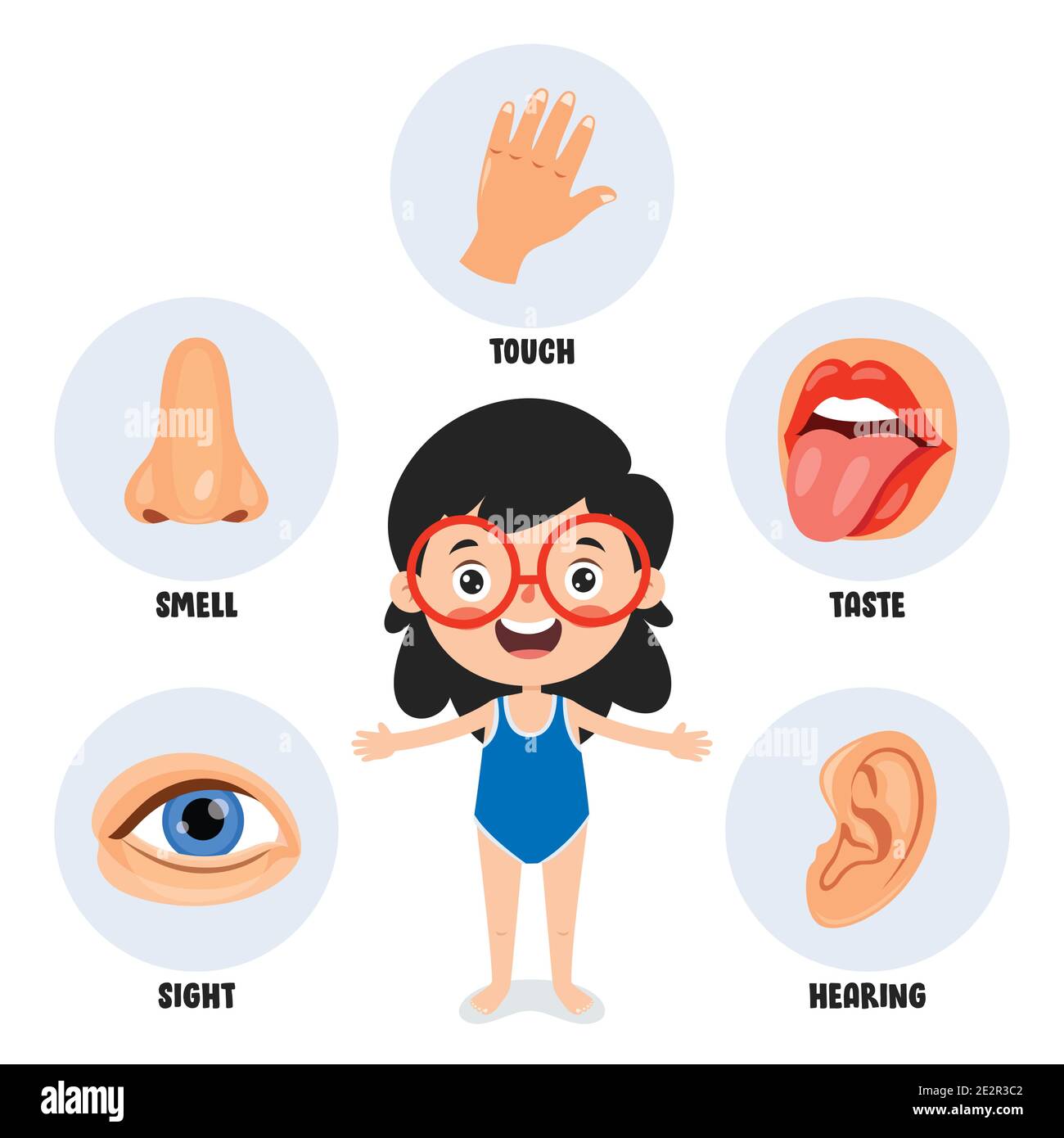 Five Senses Concept With Human Organs Stock Vector Image & Art - Alamy