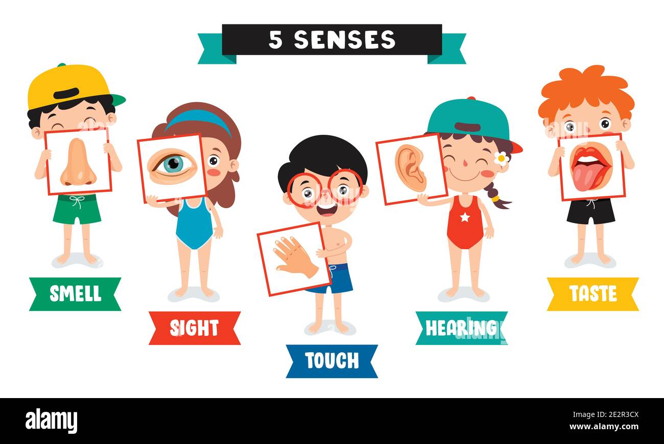 Five Senses Concept With Human Organs Stock Vector Image & Art - Alamy