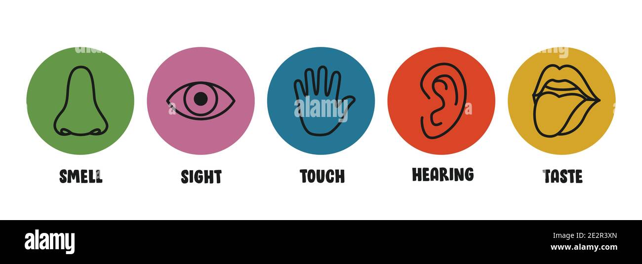 Five Senses Concept With Human Organs Stock Vector Image & Art - Alamy