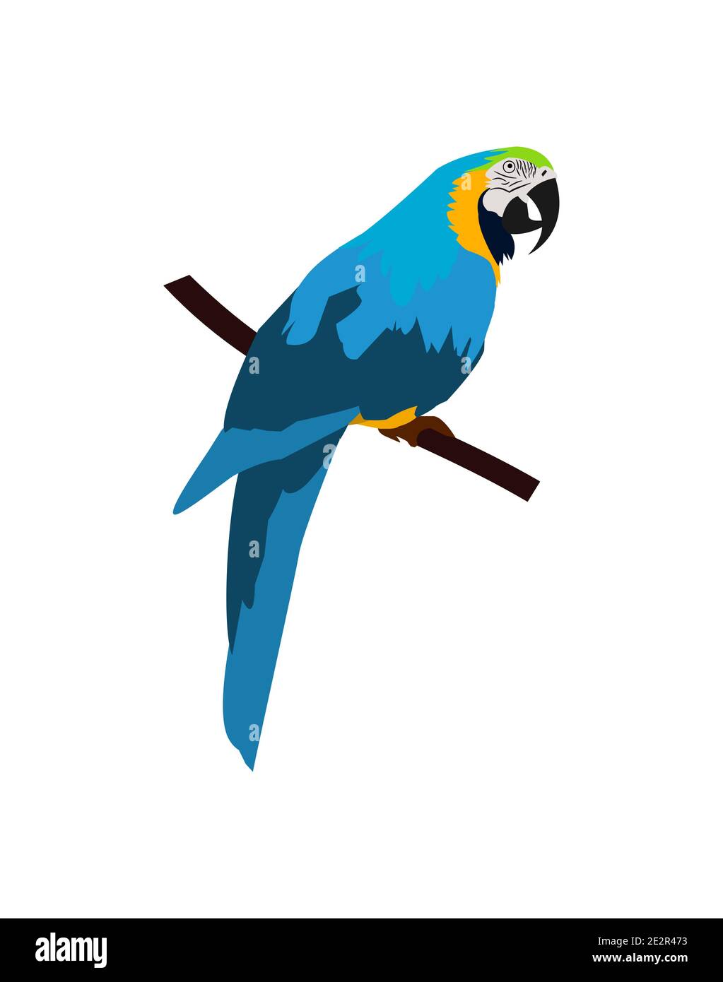 Ara parrot vector. Bird of Amazonian forests in flat design ...