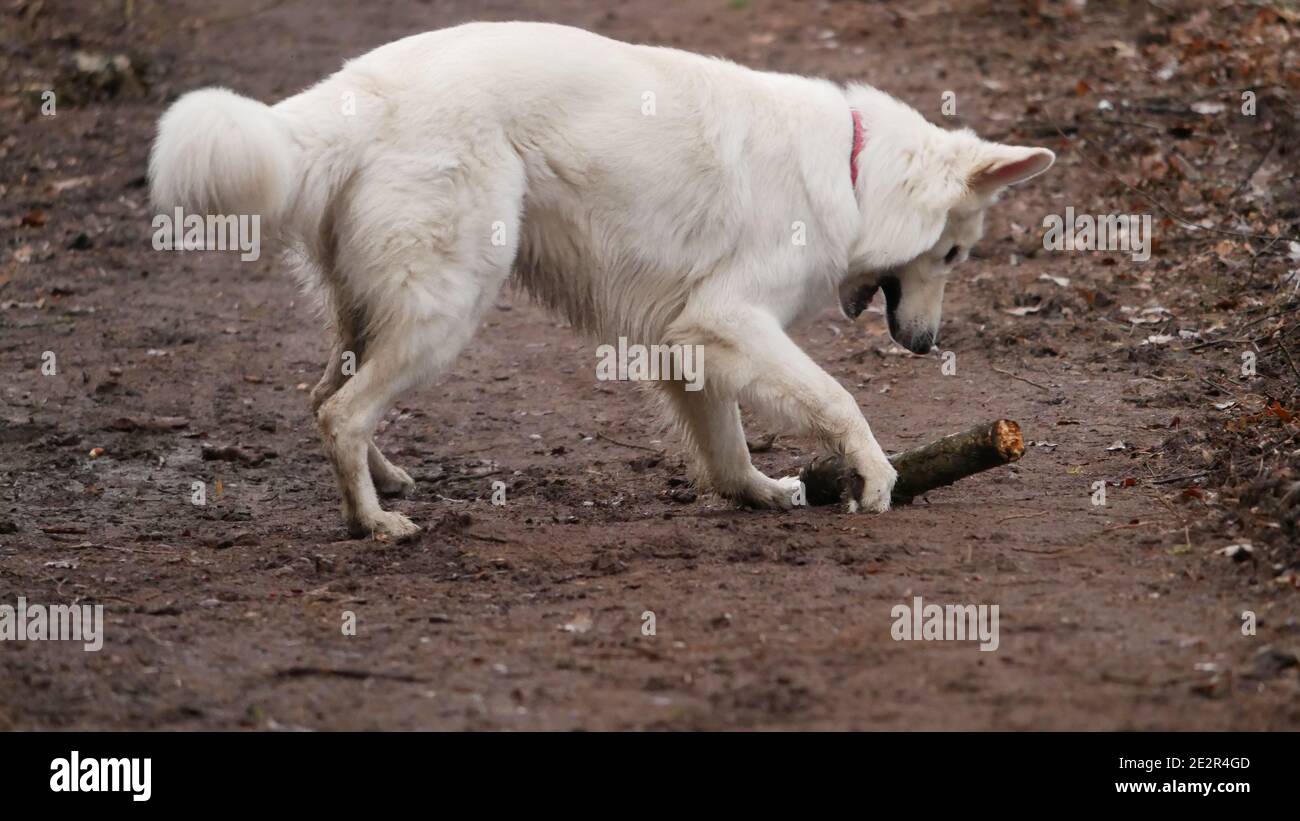 Suisse berger blanc hi-res stock photography and images - Alamy