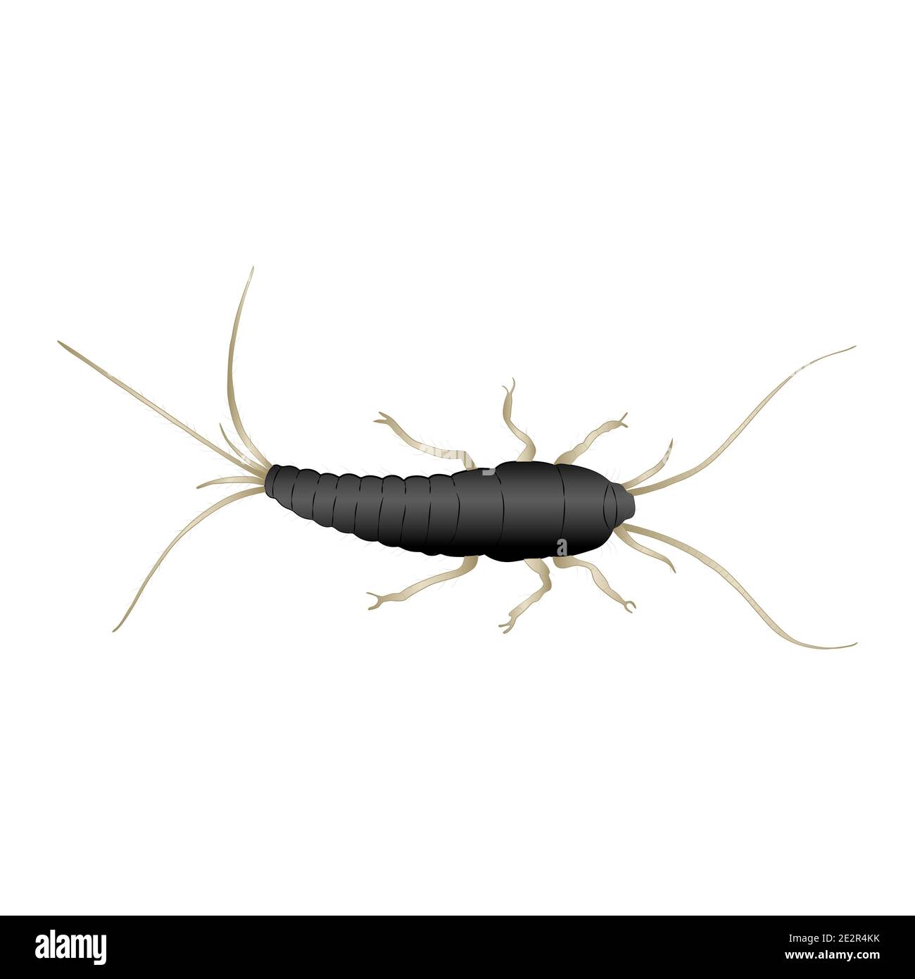 Insect insecta Stock Vector Images - Alamy