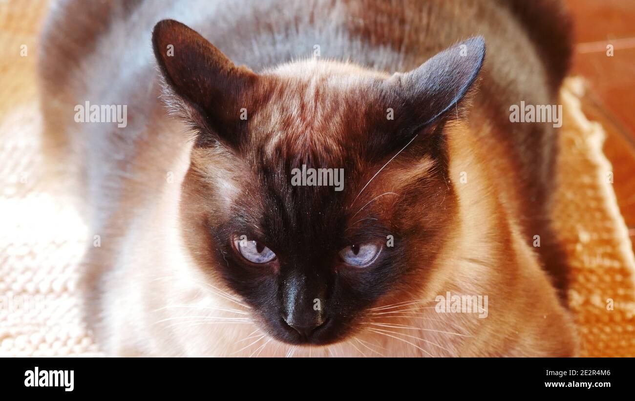 Siamese cat pops his ears back and appears to be angry Stock Photo - Alamy