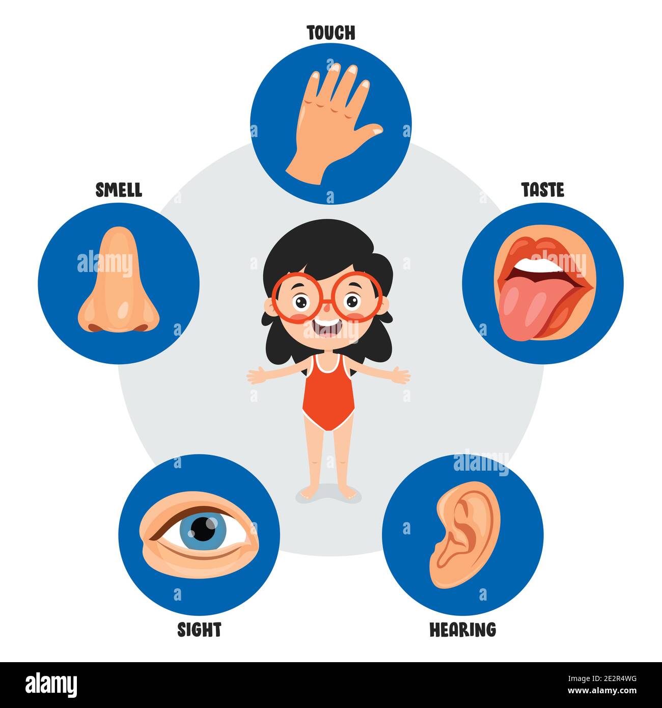 Five Senses Concept With Human Organs Stock Vector Image & Art - Alamy