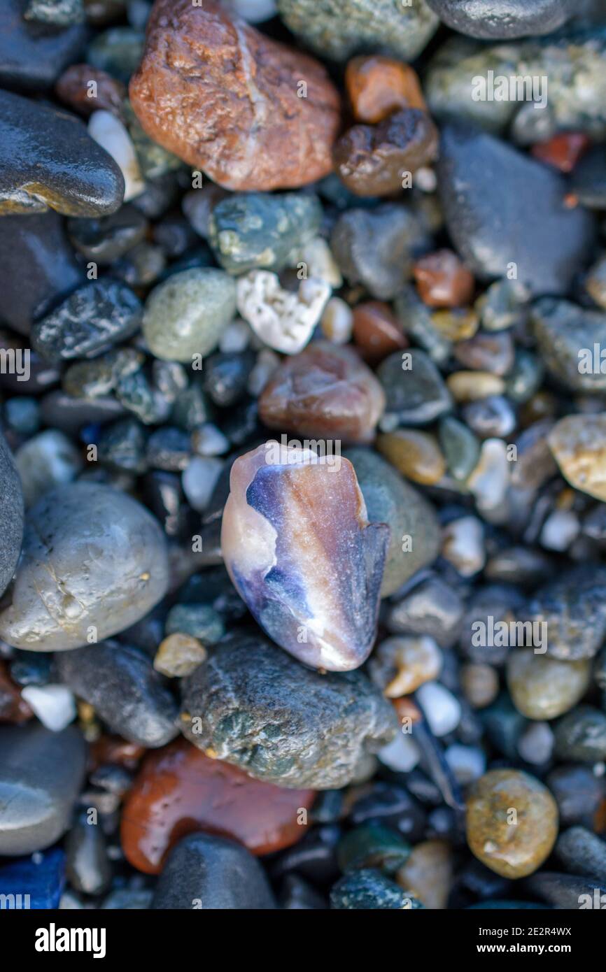 Wet Sea shells and rocks of a beach Stock Photo - Alamy