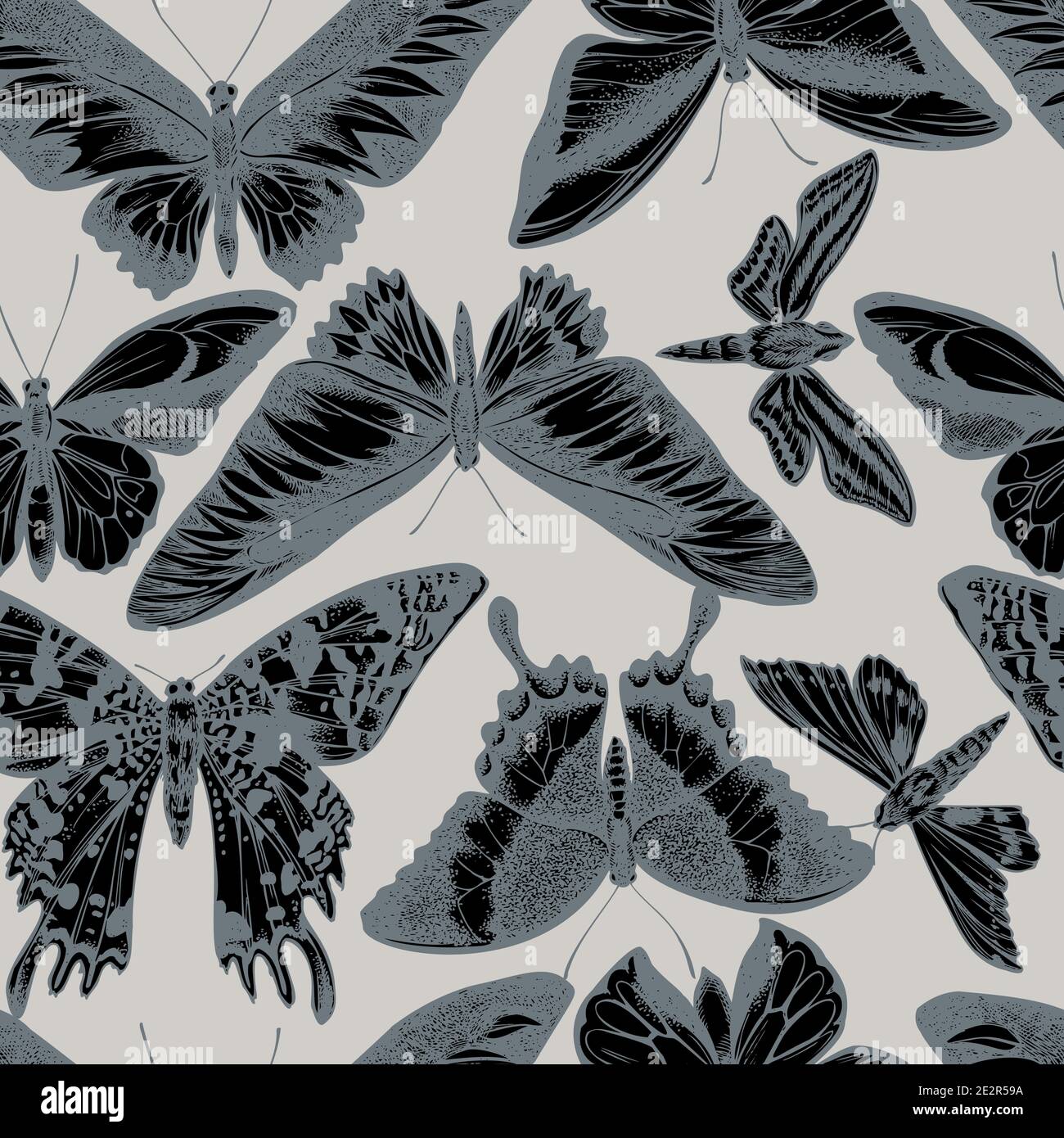 The Goliath Birdwing Butterfly High Resolution Stock Photography and ...