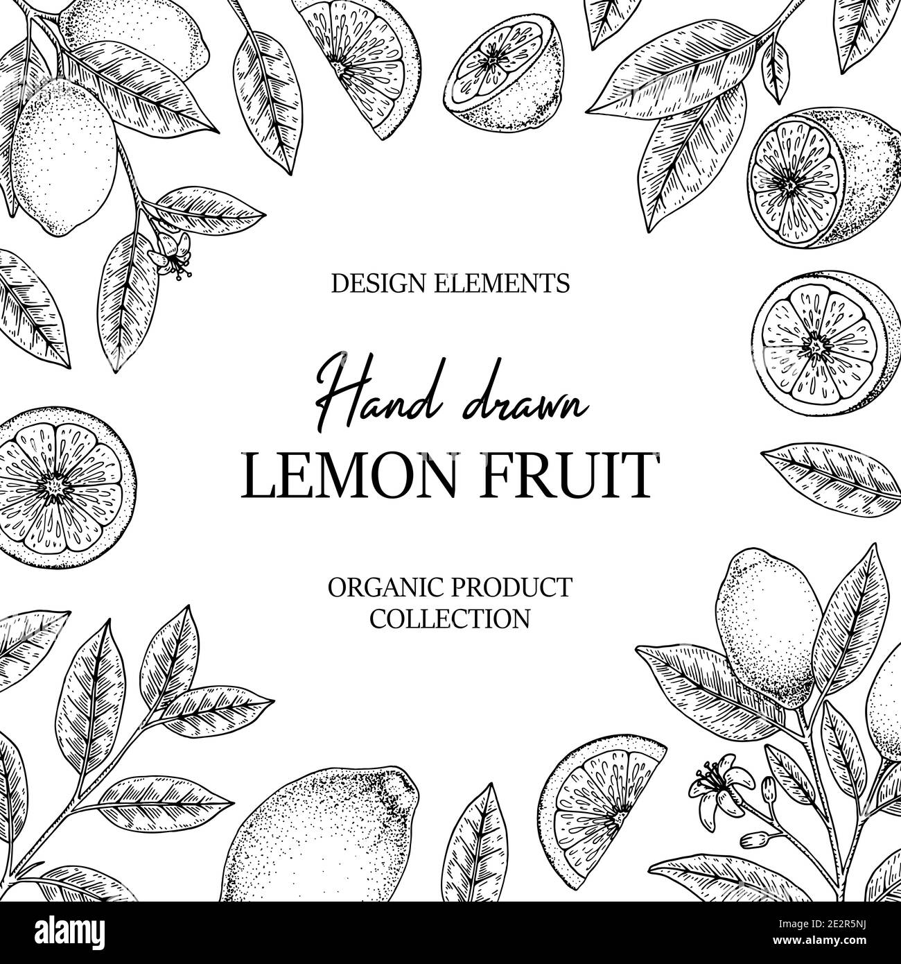 Vintage Lemon Drawing