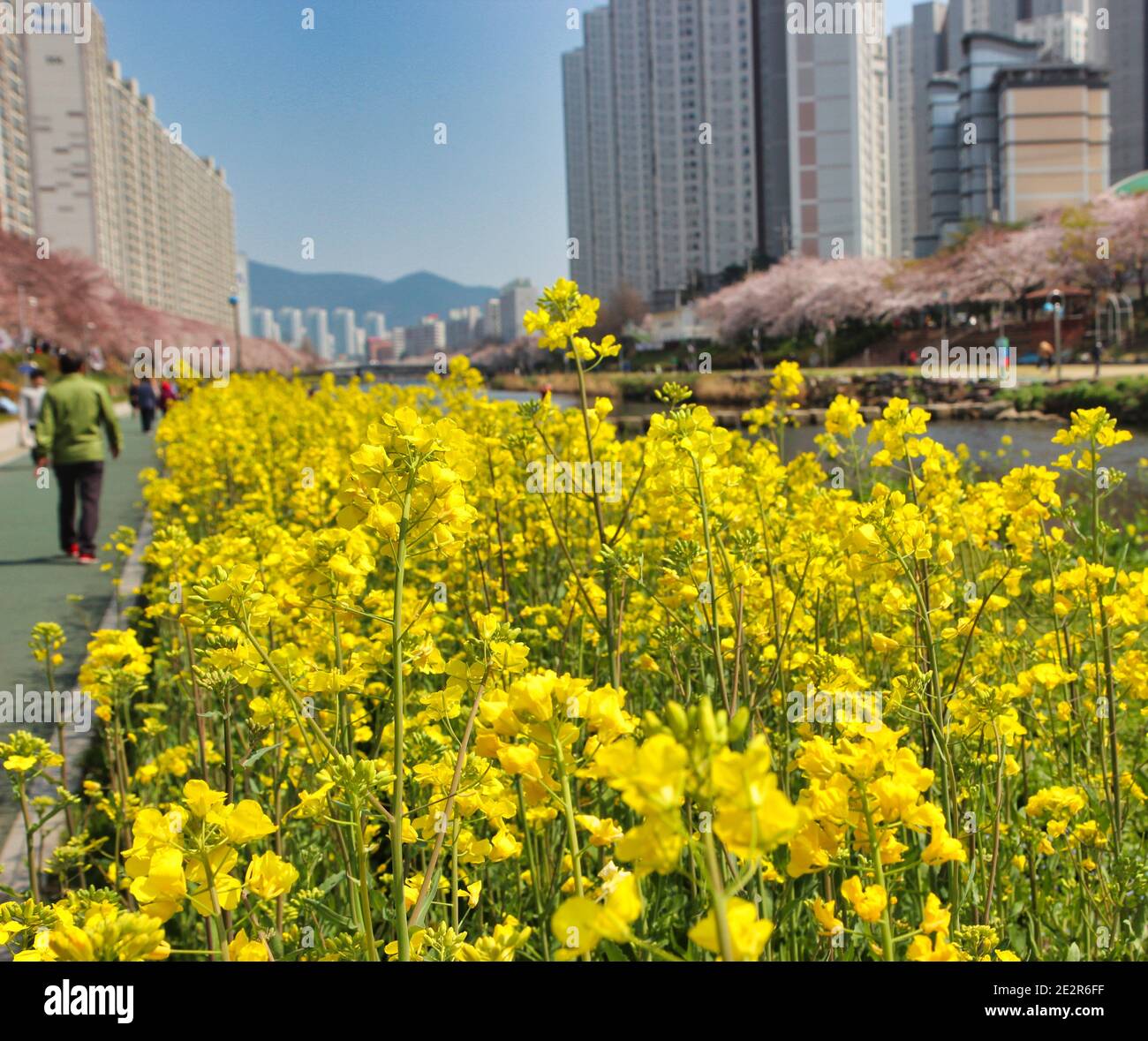 Flowers Blooming Spring Oncheoncheon Citizens Park , Busan, South Korea ...