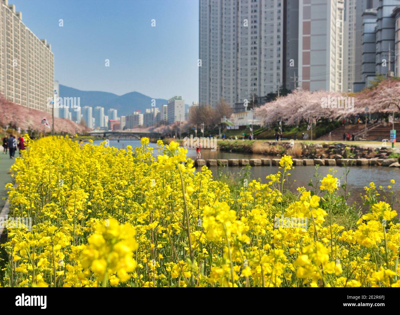 Busan citizens park hi-res stock photography and images - Alamy