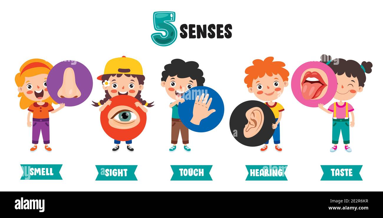 Five Senses Concept With Human Organs Stock Vector Image & Art - Alamy