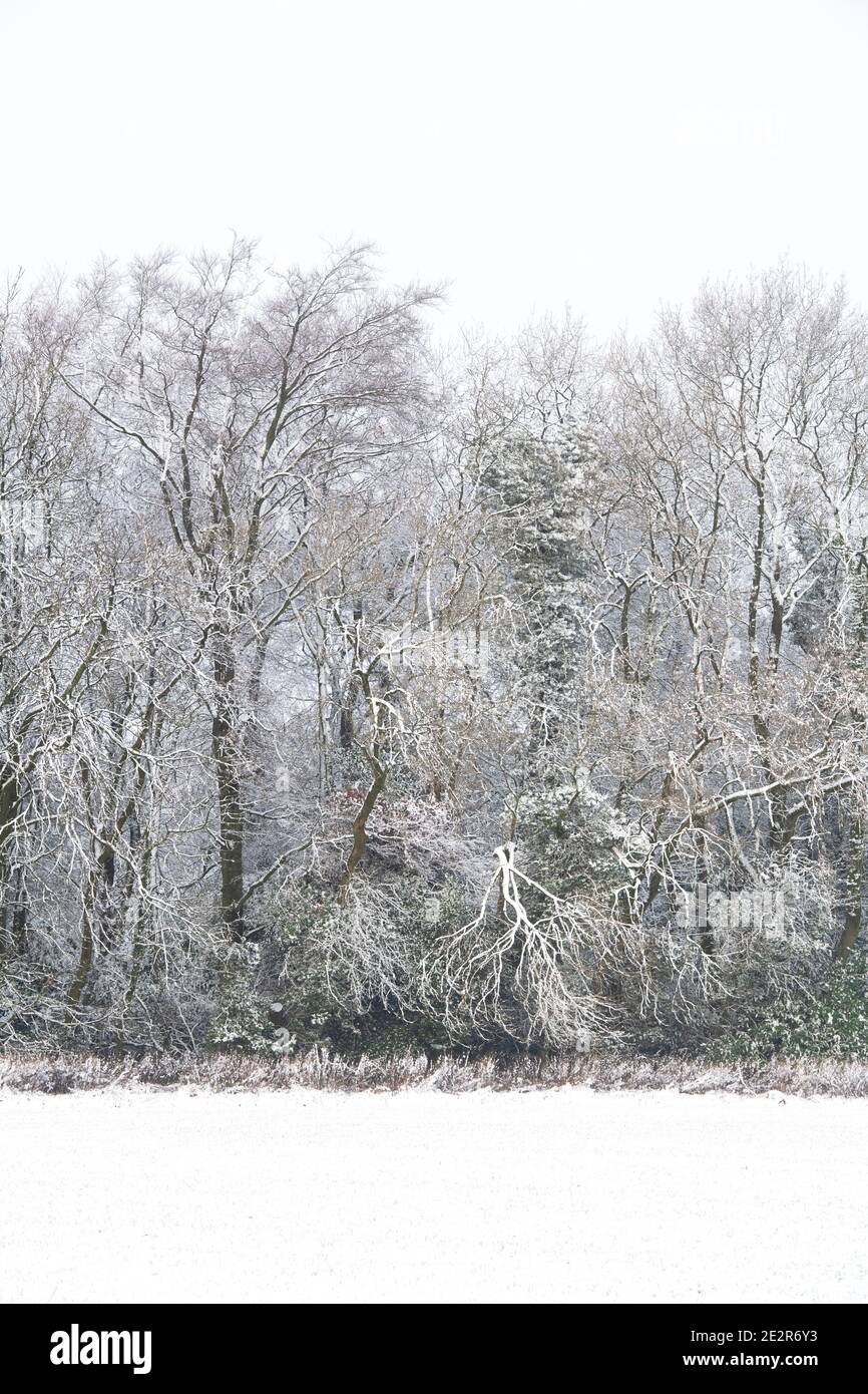 Snow covered trees and field in december in the cotswold countryside ...