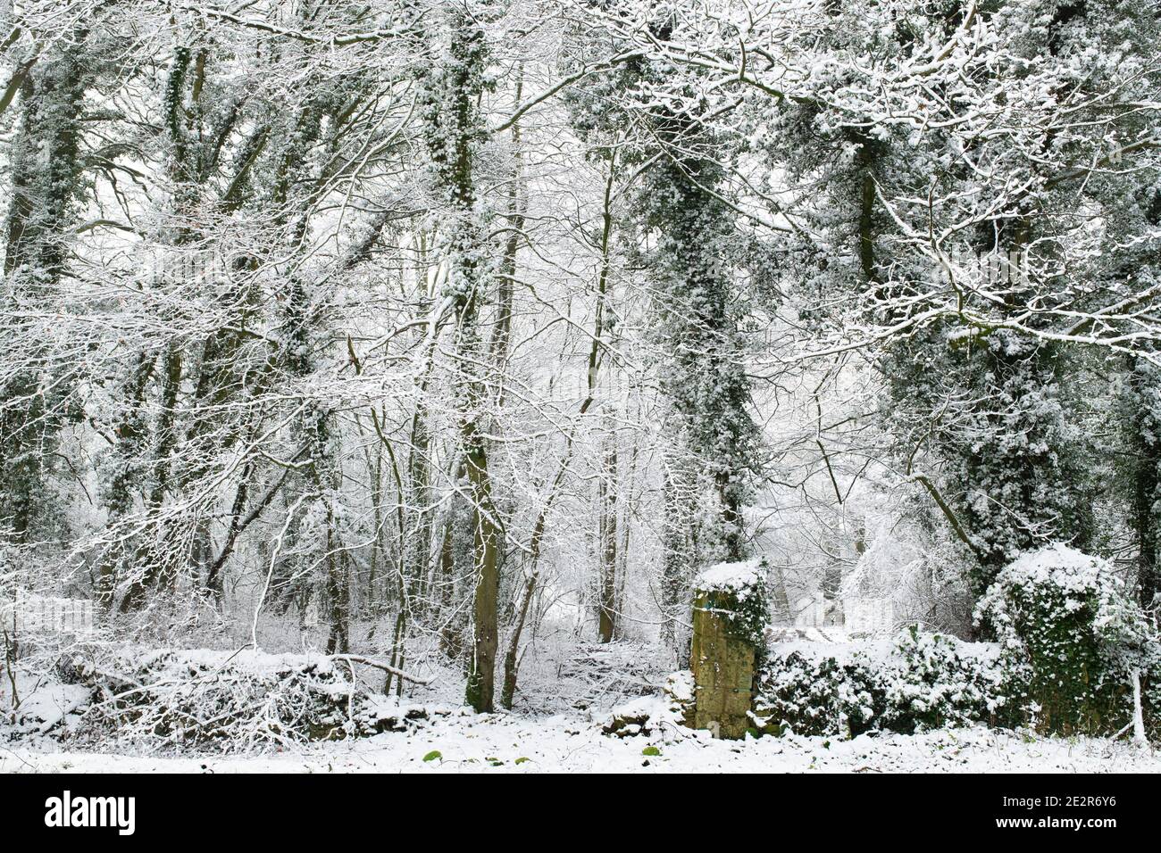 Snow covered branches and trees hi-res stock photography and images - Alamy