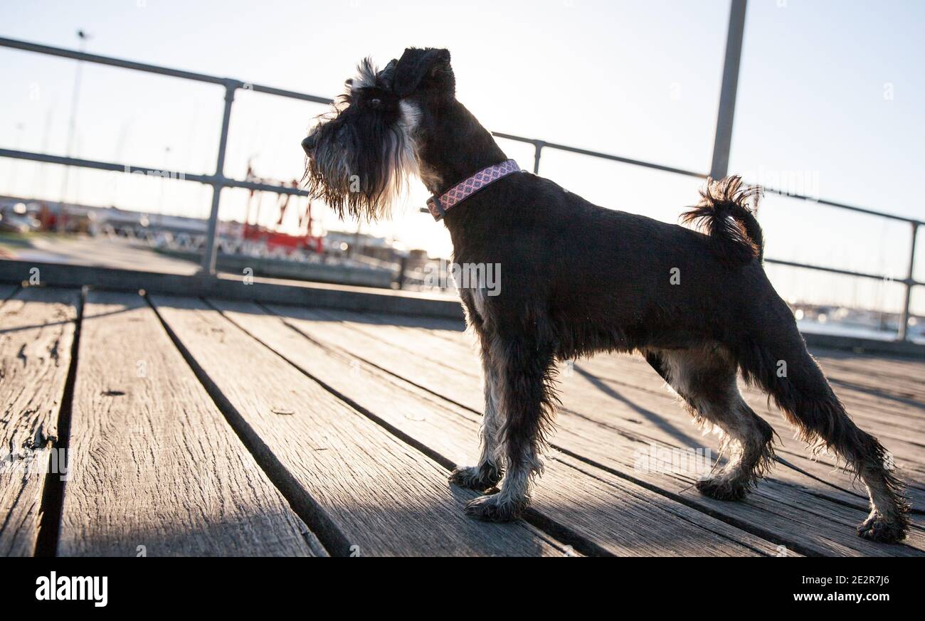 2 year old female Schnauzer Stock Photo - Alamy