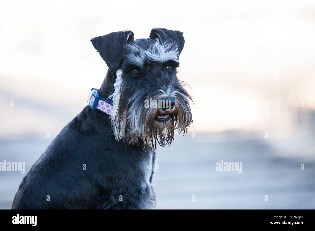 Mini schnauzer cute hi-res stock photography and images - Alamy
