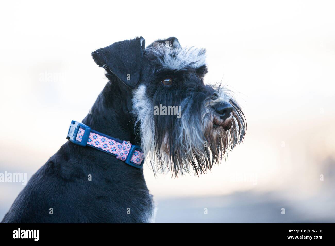2 year old female Schnauzer Stock Photo - Alamy