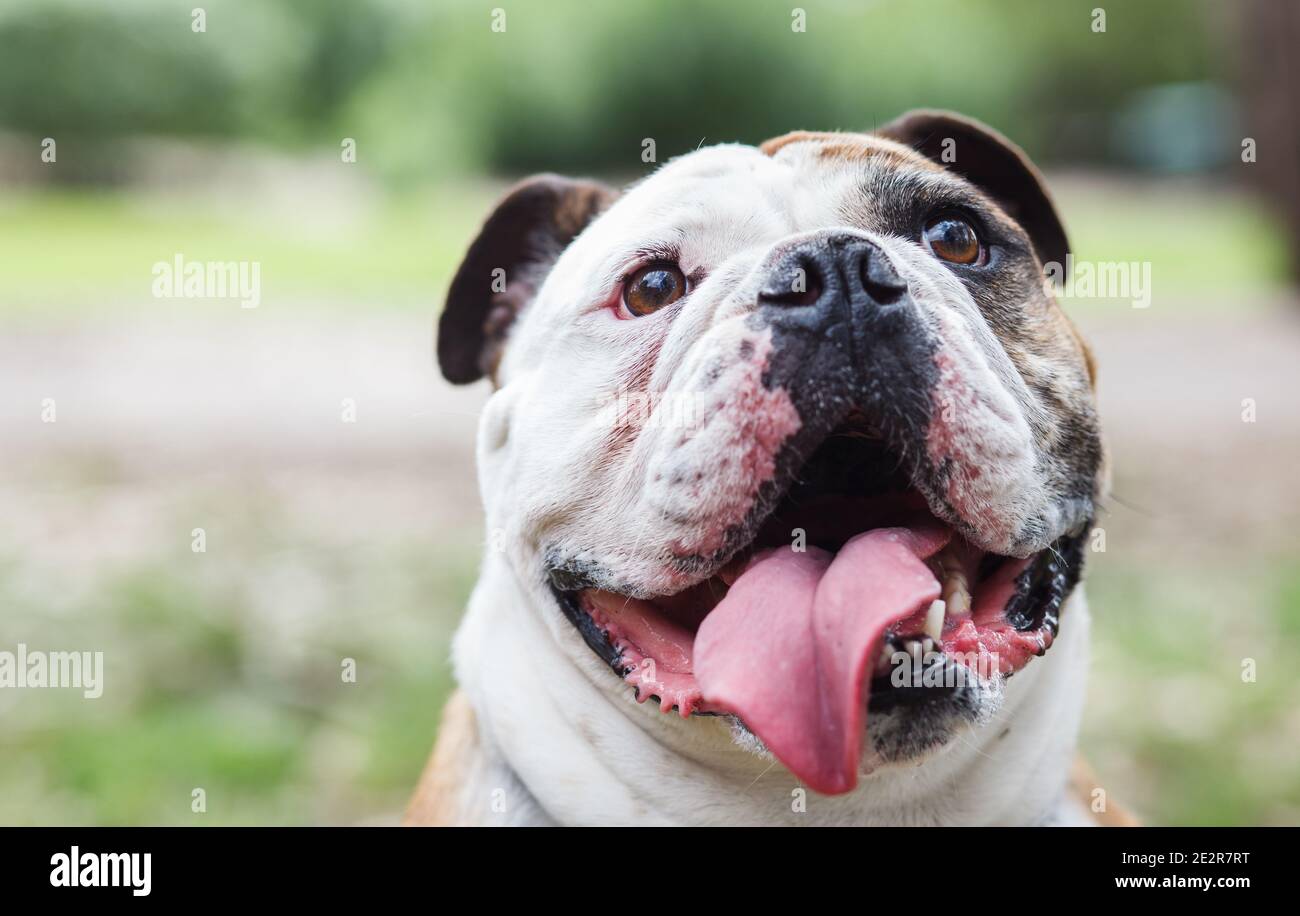 English bulldog face hi-res stock photography and images - Alamy
