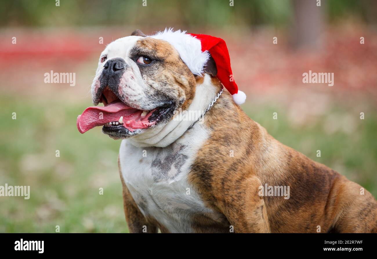 British Bulldog wearing a Santa hat Stock Photo - Alamy