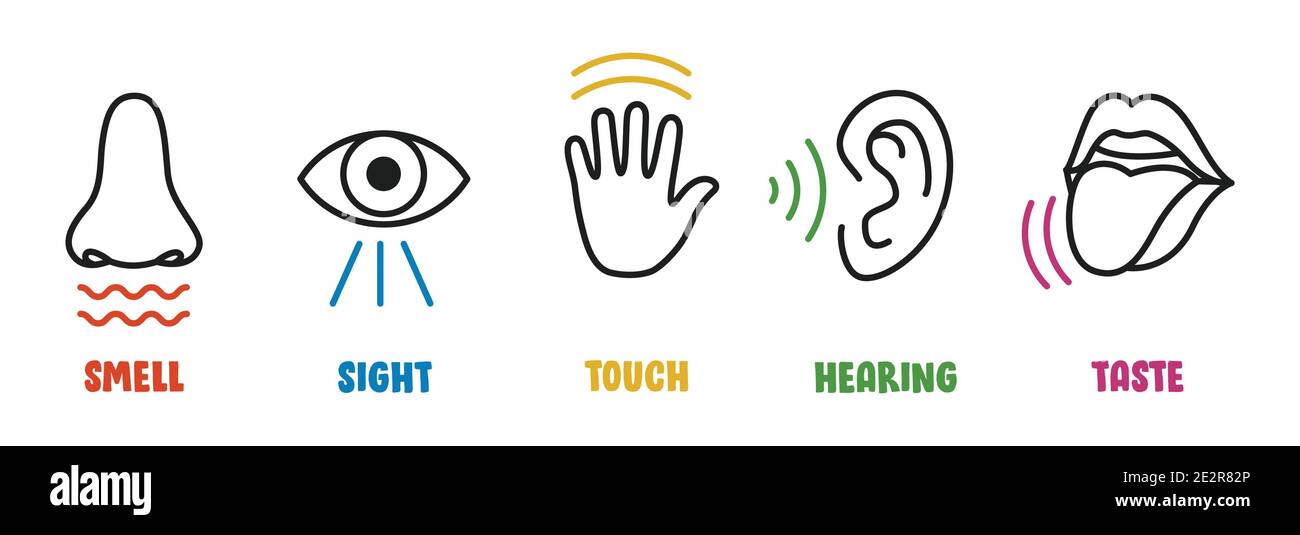 Five Senses Concept With Human Organs Stock Vector Image & Art - Alamy