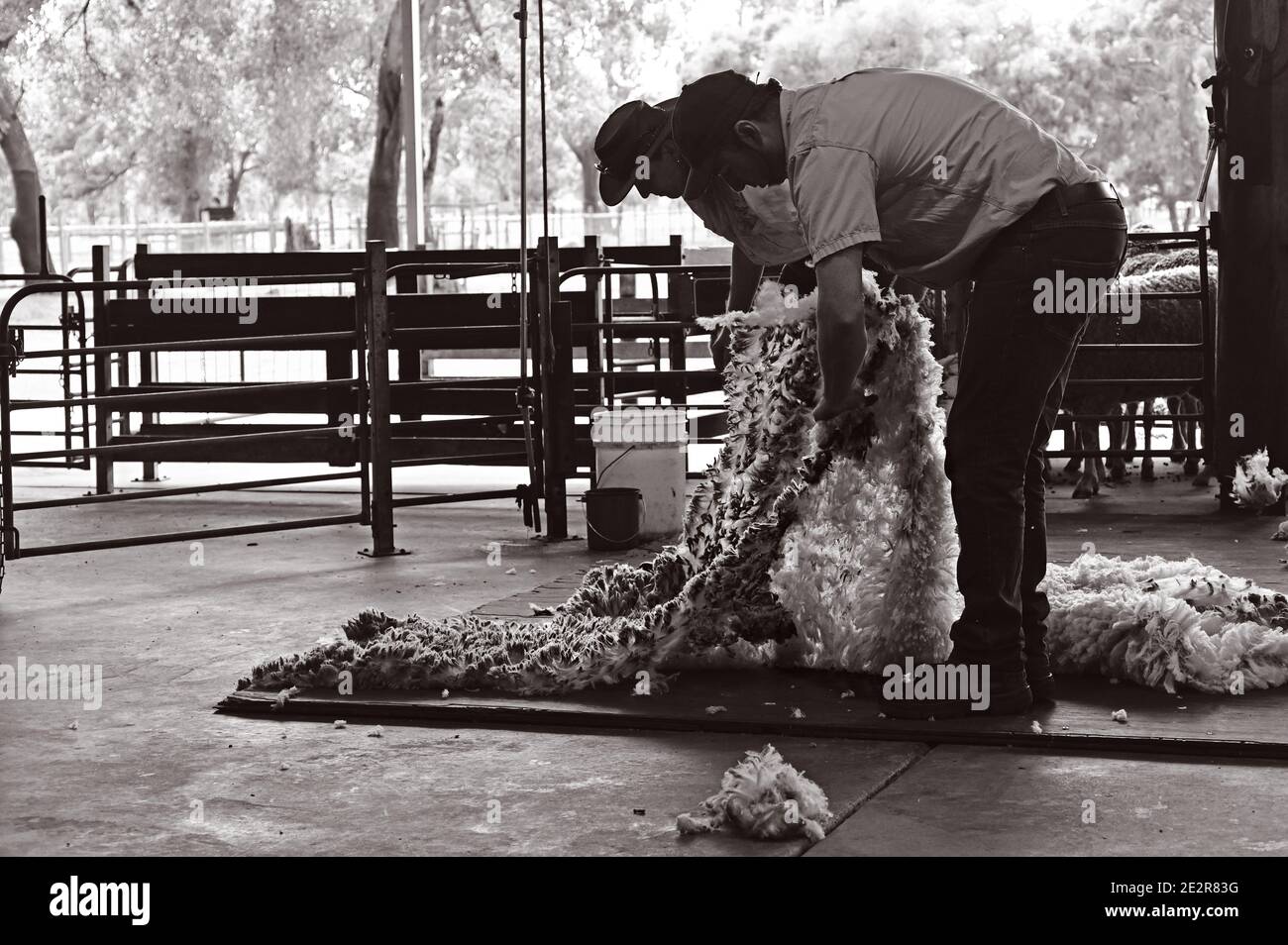 Sheep Shear Australia High Resolution Stock Photography and Images - Alamy