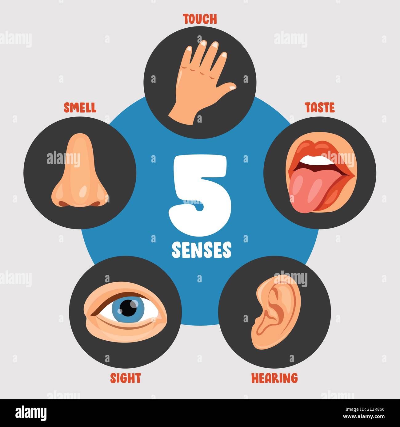 Five Senses Concept With Human Organs Stock Vector Image And Art Alamy