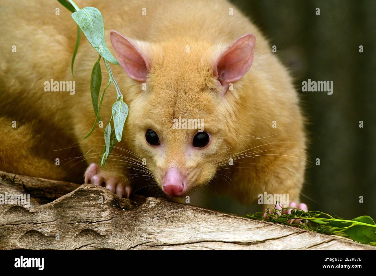 Possum Face High Resolution Stock Photography and Images - Alamy