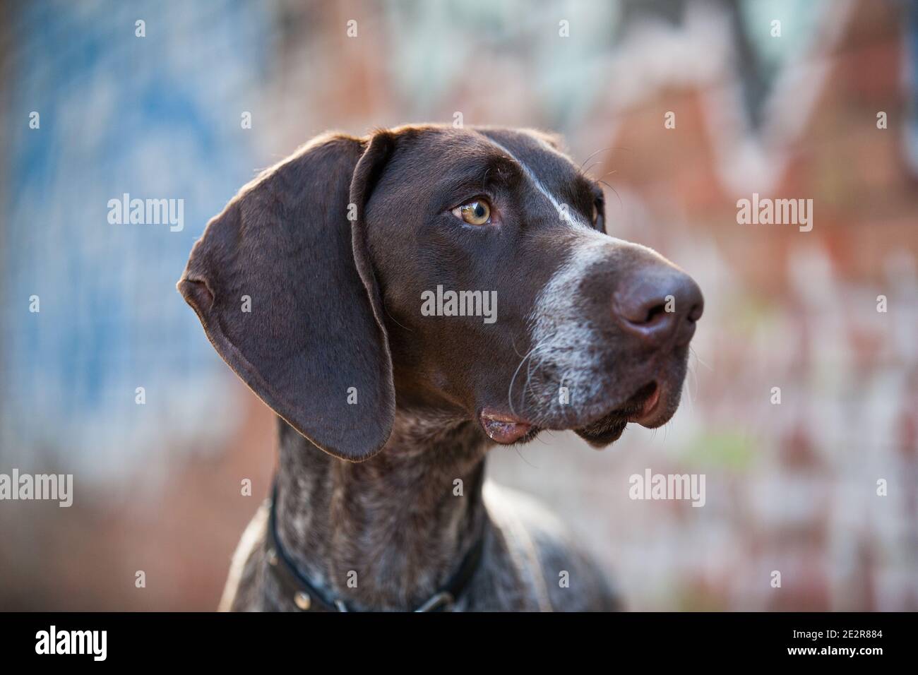 English Short Haired Pointer High Resolution Stock Photography and ...