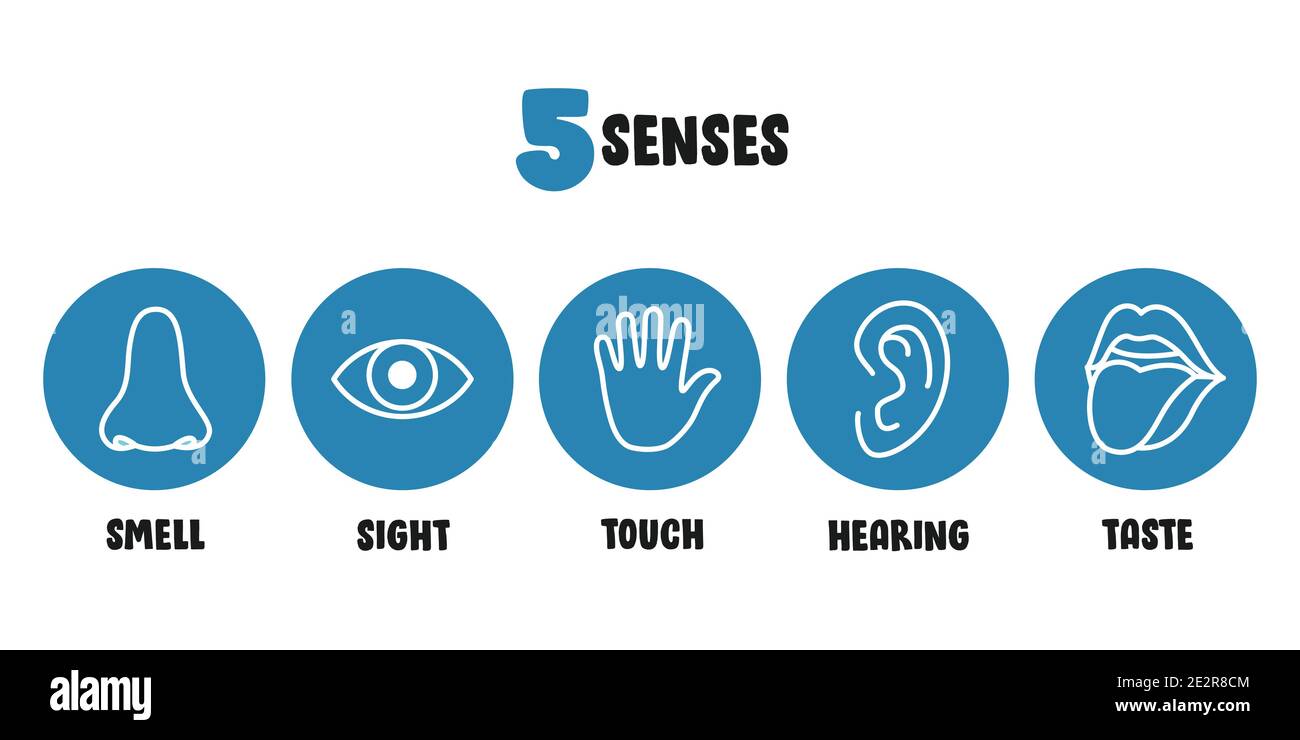 Five Senses Concept With Human Organs Stock Vector Image & Art - Alamy