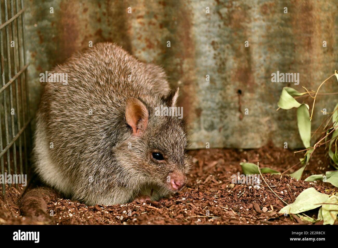 Rat Kangaroo Australia High Resolution Stock Photography and Images - Alamy