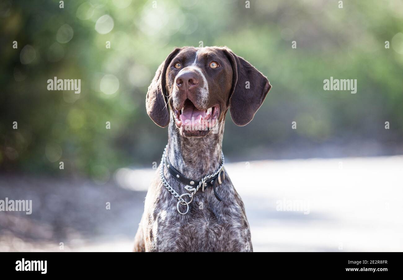 English short haired pointer hi-res stock photography and images - Alamy