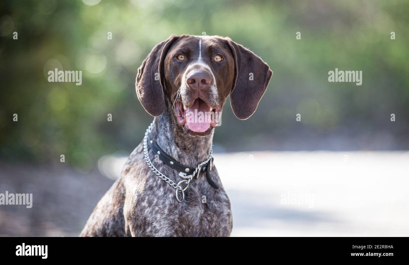English short haired pointer hi-res stock photography and images - Alamy