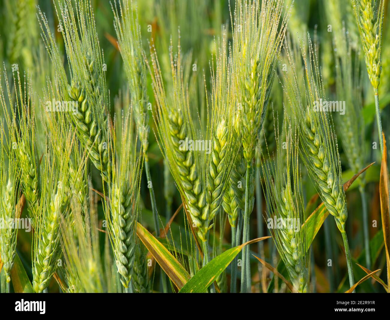 Wheat field closeup showing wheat heads in early morning background ...