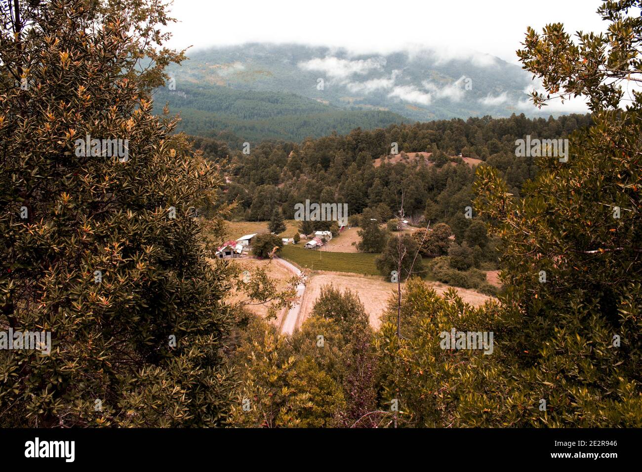 Scenic of thick forest landscape with foggy mountain background Stock ...