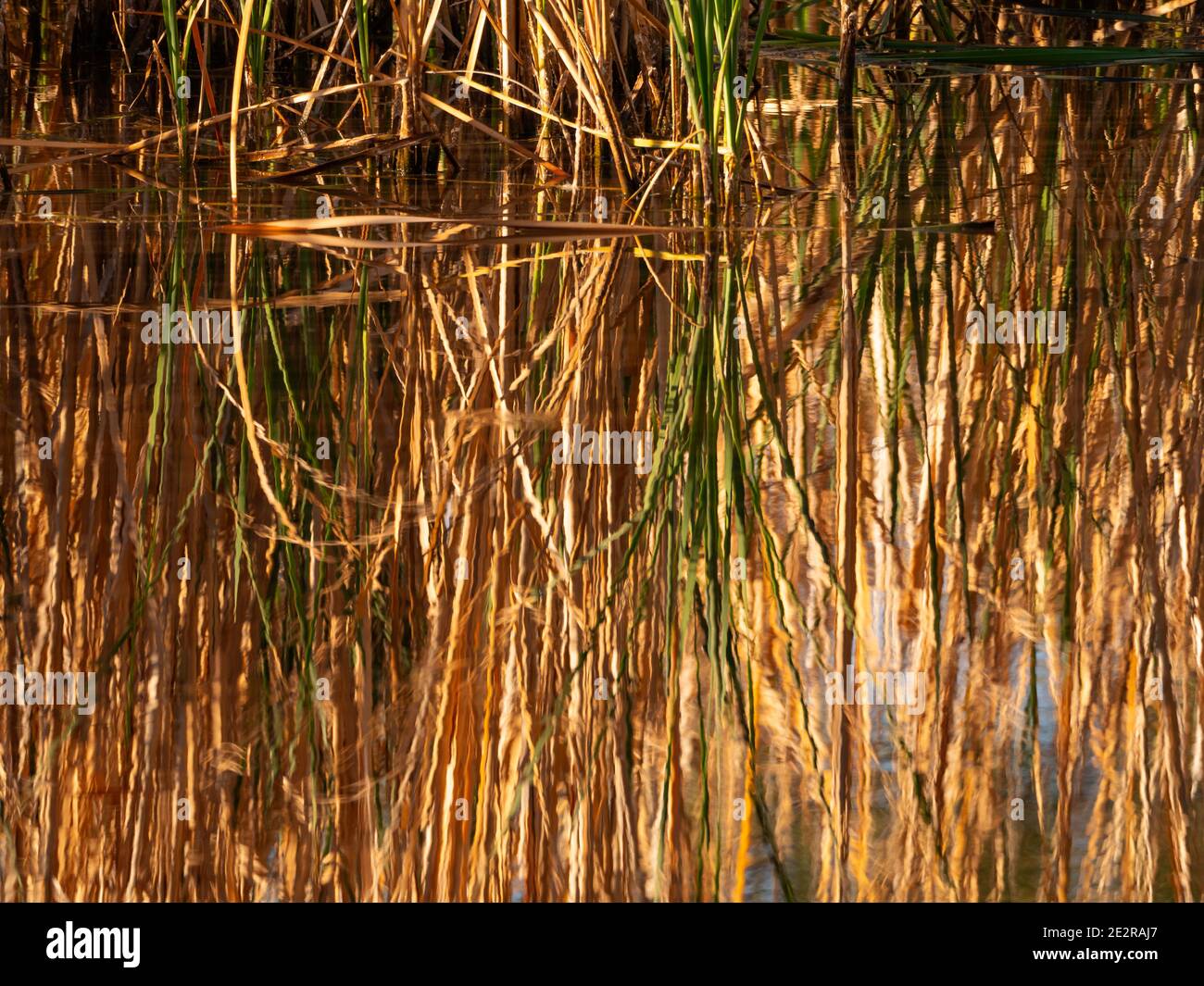 Water reeds and wetland bird habitat at Warren New South Wales ...