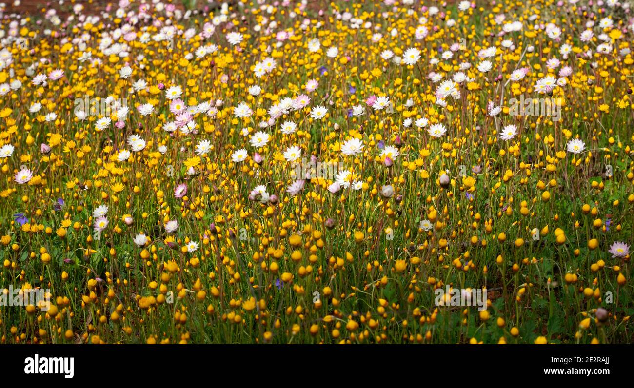 A field of wildflowers including white pink and yellow everlastings in ...